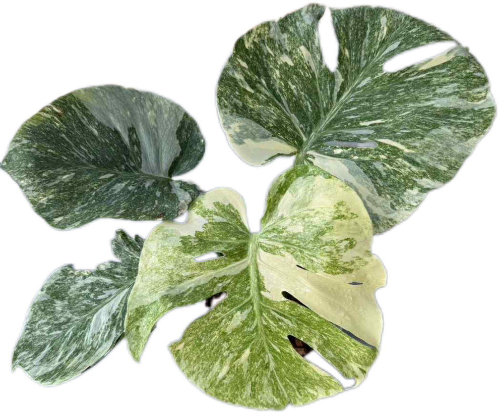 Monstera legacy variegated( 1 plant) – BanrakTonmai Garden Thailand