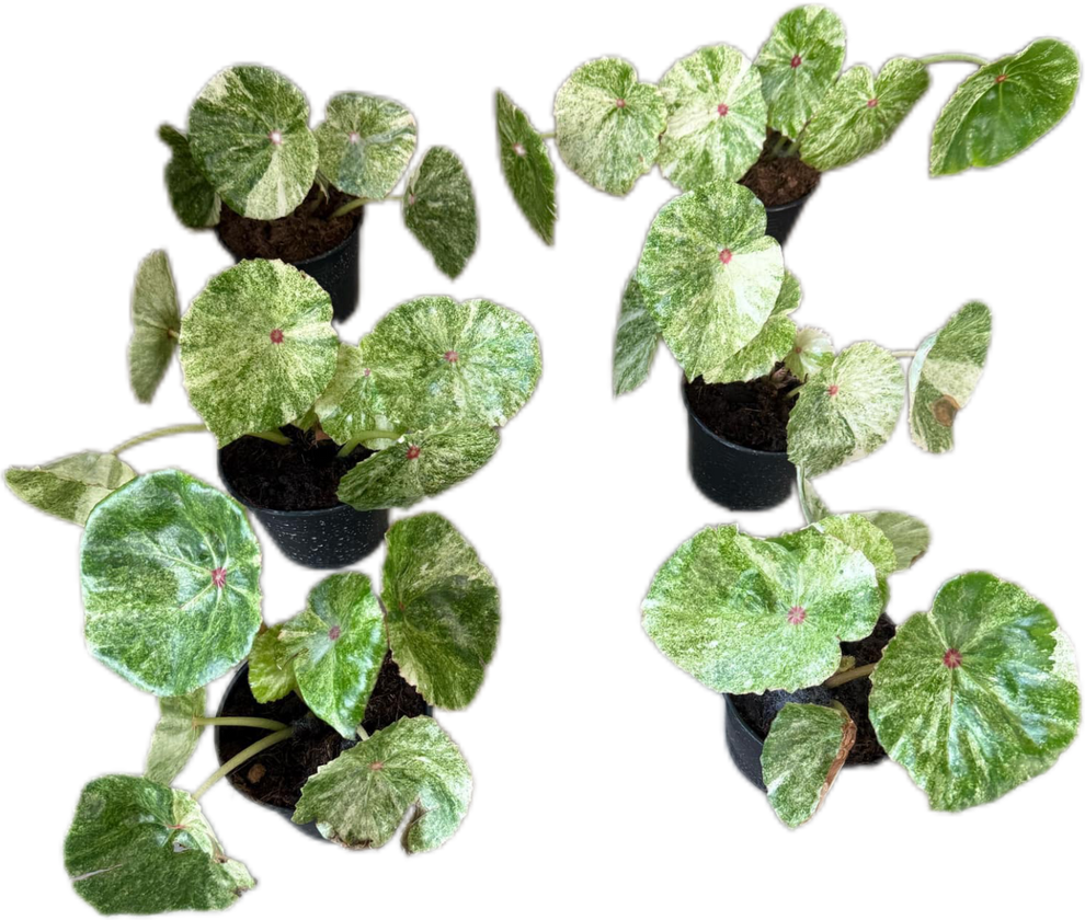 Begonia Rouge variegated– Set of 5 Plants – BanrakTonmai Garden Thailand