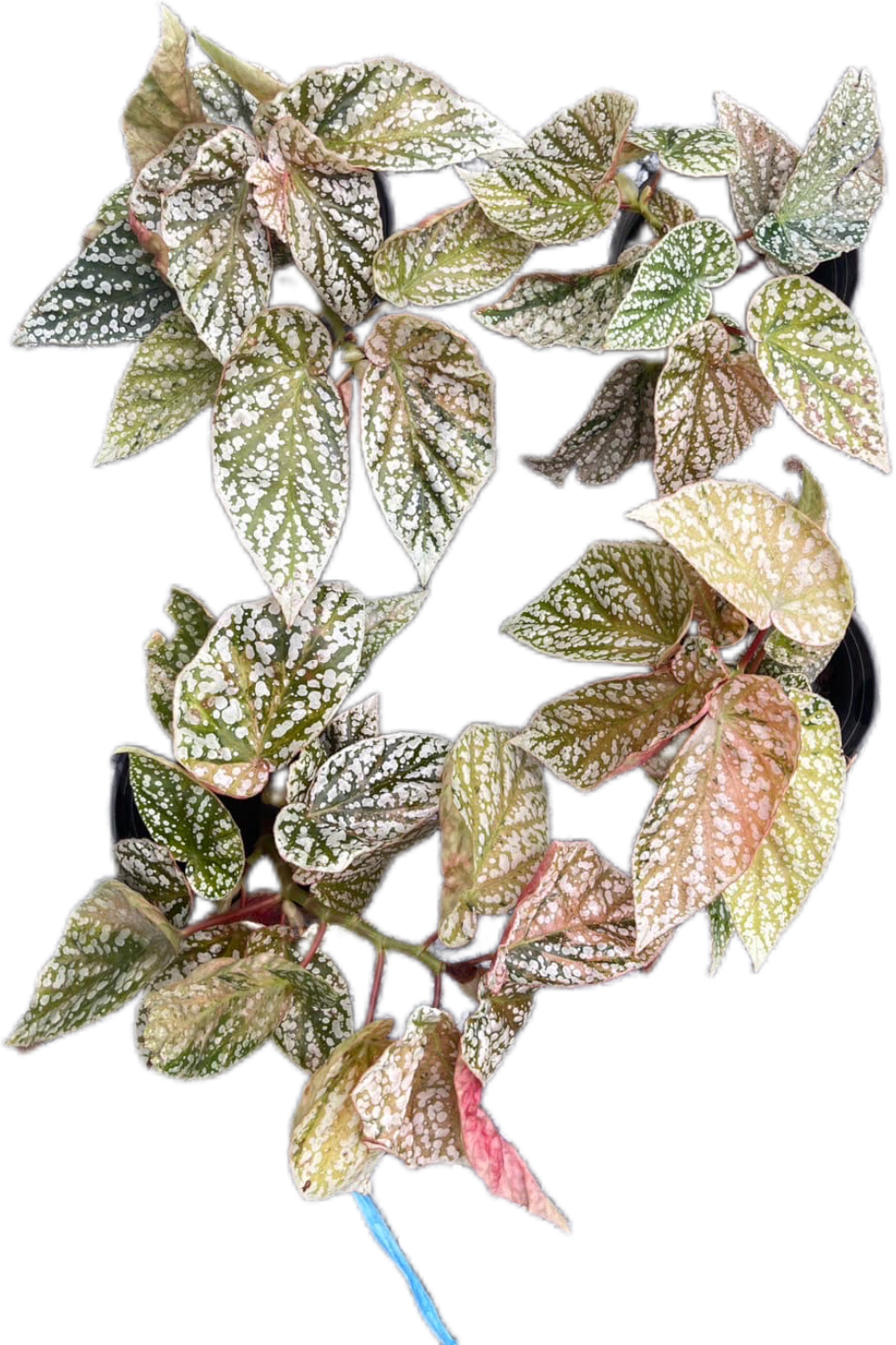 Begonia snow capped variegated– Set of 10 Plants – BanrakTonmai Garden ...