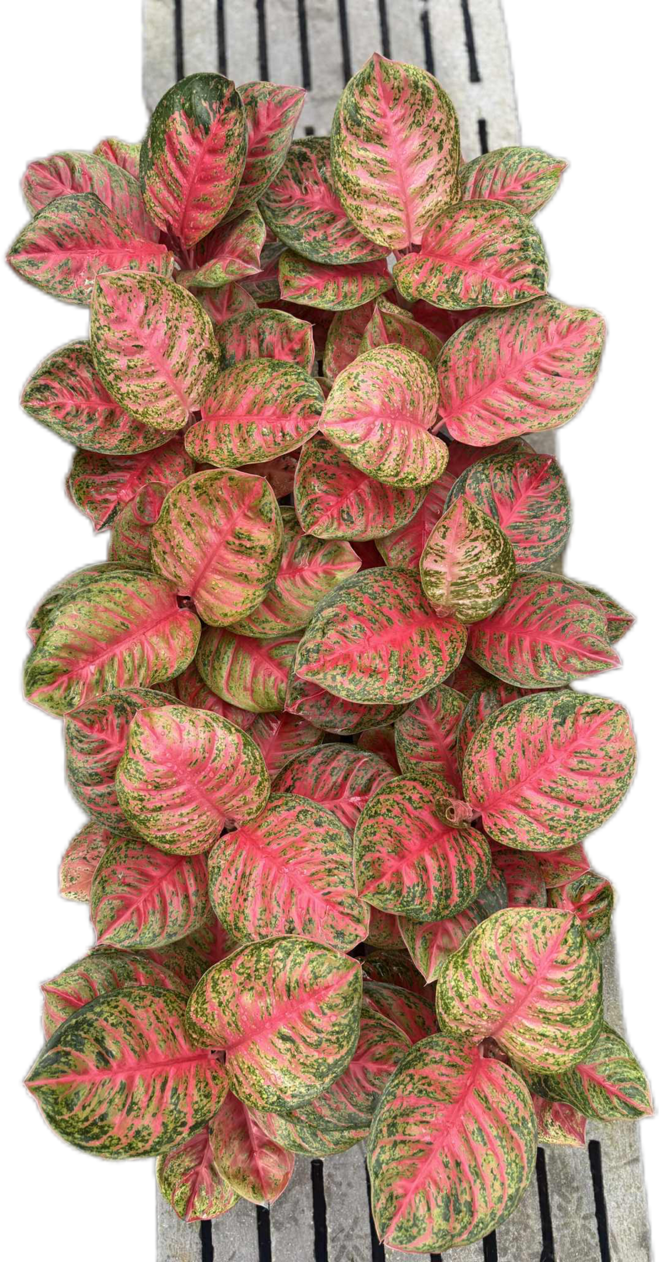 Aglaonema sombat Siam – Set of 5 Plants – BanrakTonmai Garden Thailand