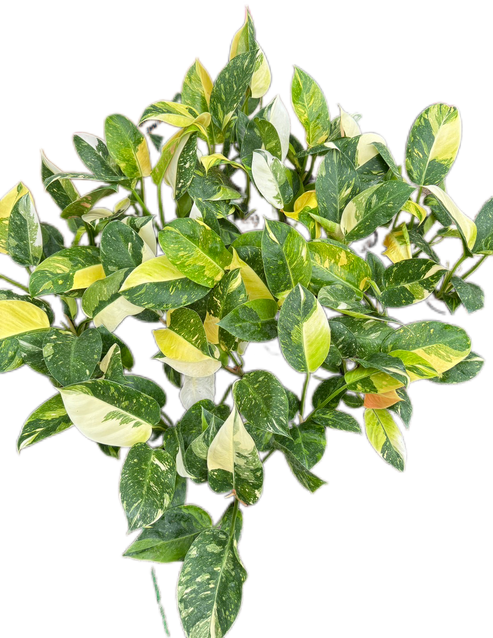 Philodendron Green Congo Nuclear Variegated - Wholesale Bundle (Set of ...