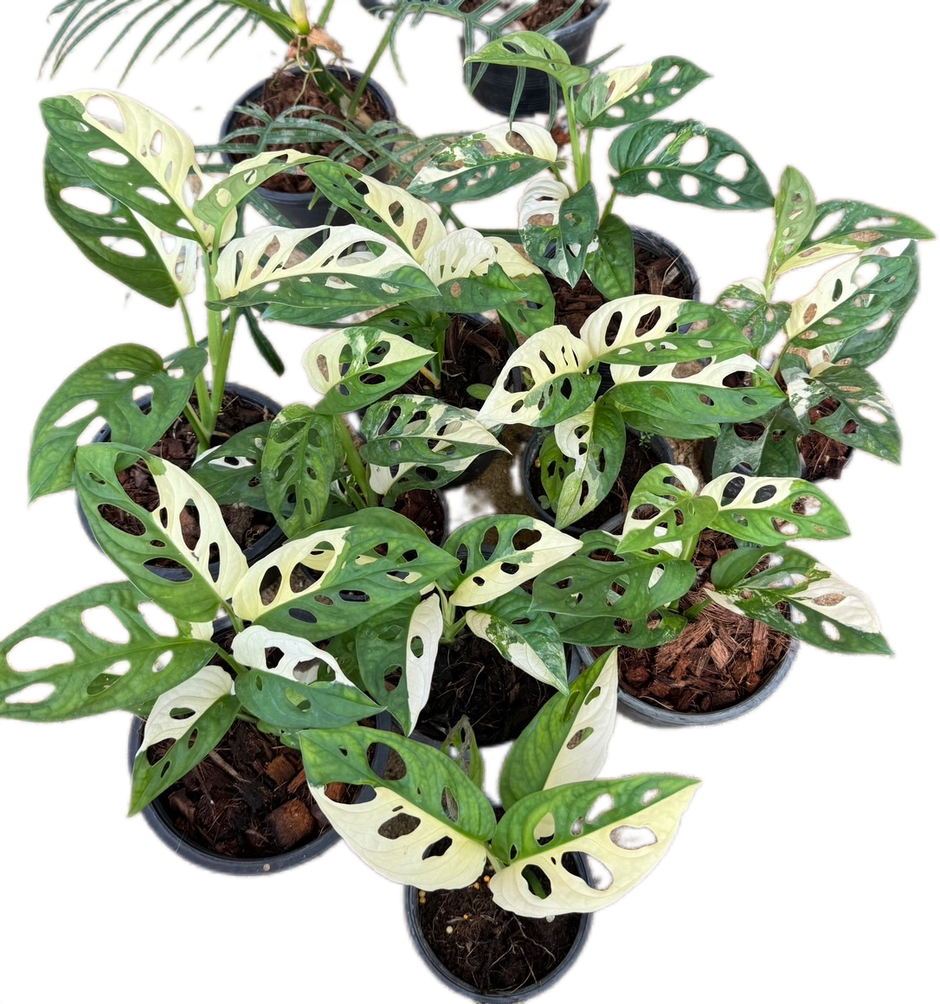 Monstera – BanrakTonmai Garden Thailand