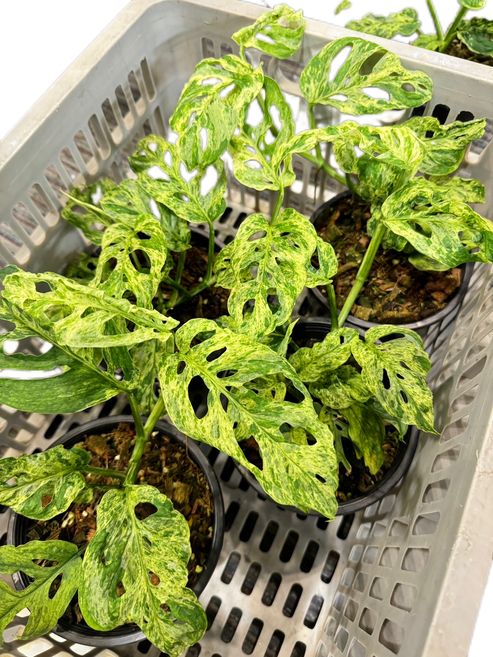 Monstera Laniata Mottled Variegated - Set of 10 Plants – BanrakTonmai ...