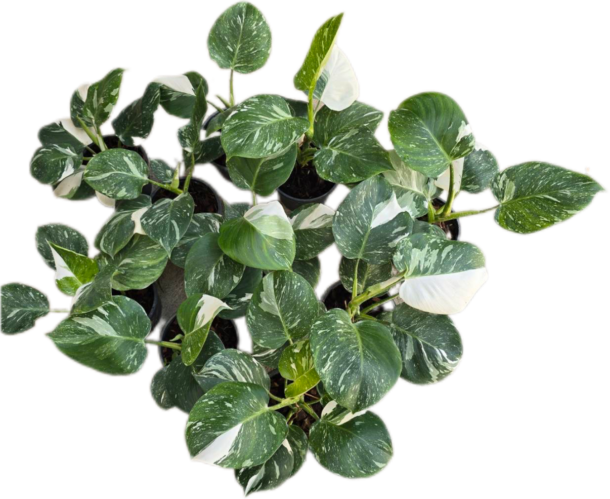 Philodendron White wizard marble Variegated - Wholesale Set of 10 Plan ...