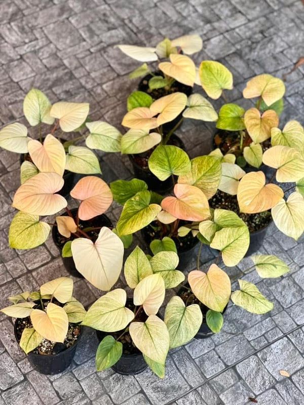 Homalomena Rubescens Peach Mint Variegated – Set of 10 Plants ...