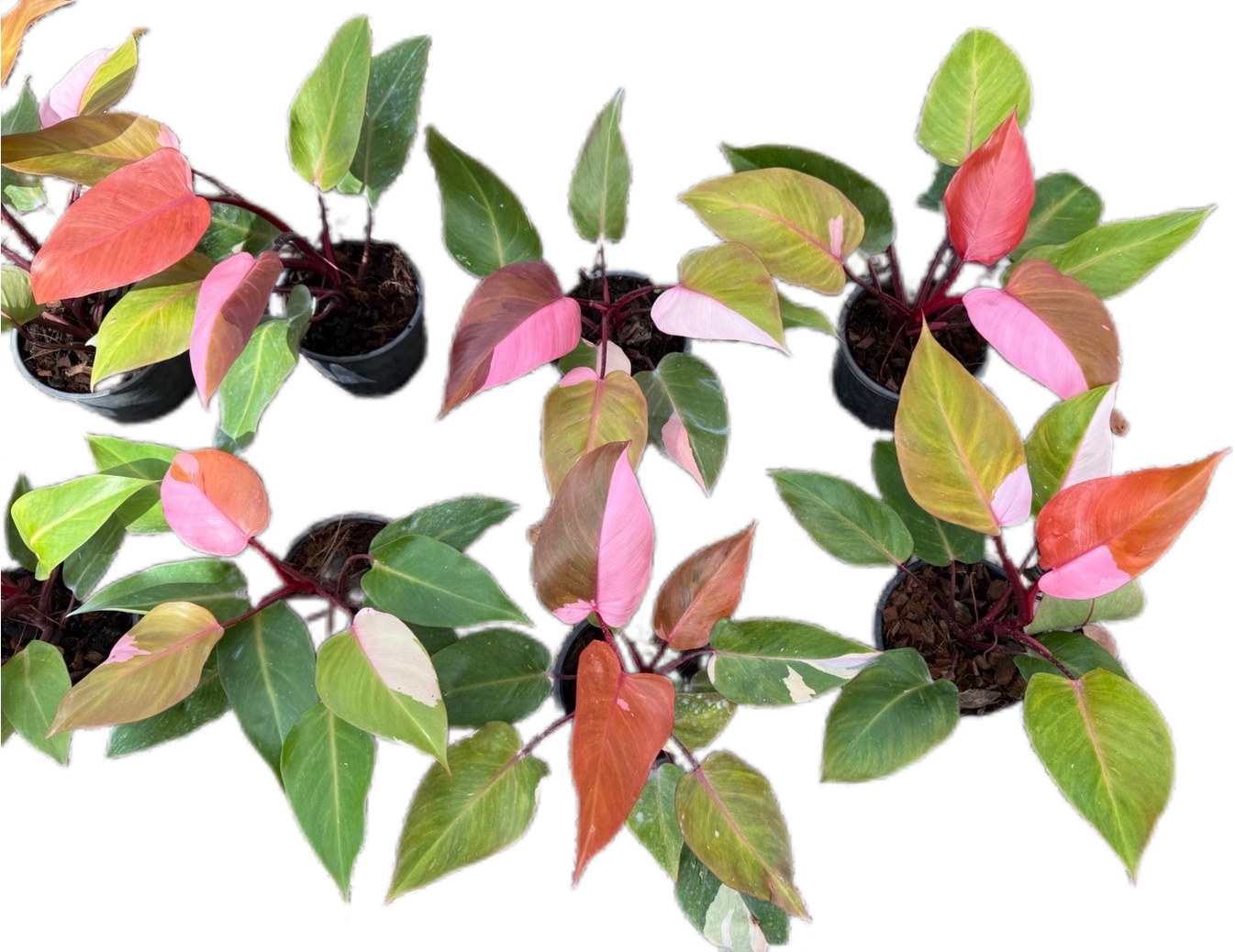 Philodendron Persimmon Princess – Set of 5 Plants – BanrakTonmai Garden ...