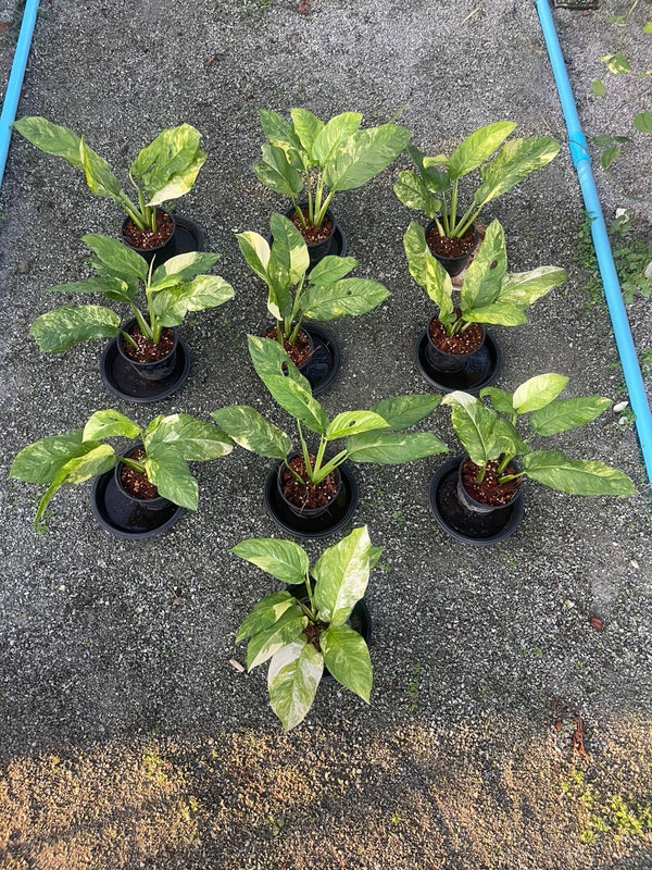 Monstera Obliqua Mayuna Variegated - Wholesale Set of 10 Plants ...