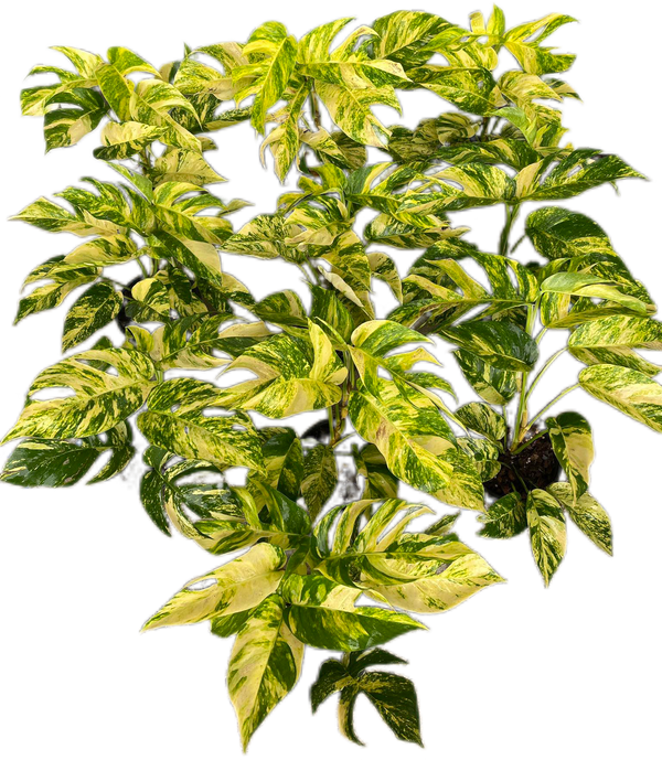 Epipremnum golden flame variegated - Set of 10 Plants – BanrakTonmai ...