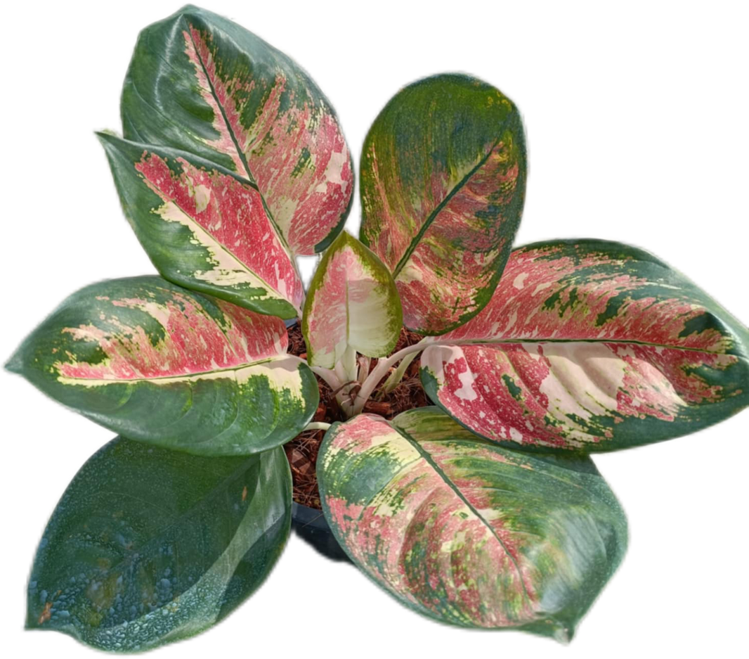 Aglaonema – BanrakTonmai Garden Thailand