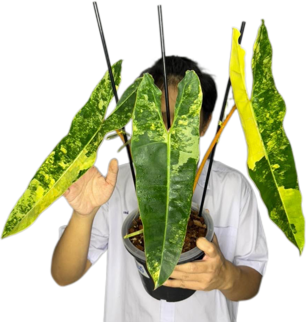 Philodendron billietae variegated(top cut 3 leaves rooted ...