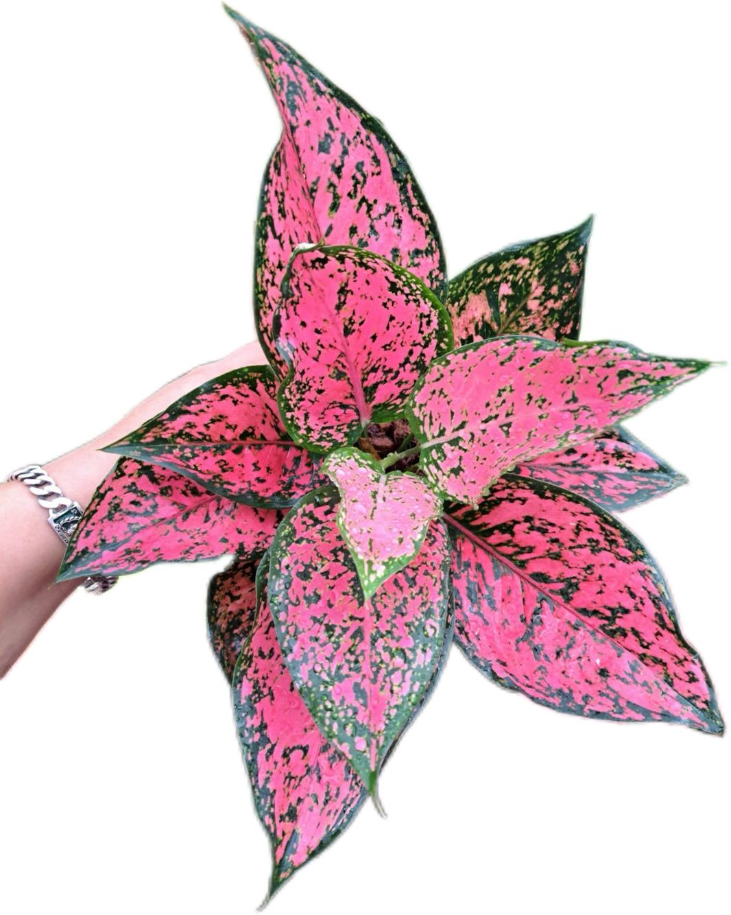 Aglaonema – Page 2 – BanrakTonmai Garden Thailand