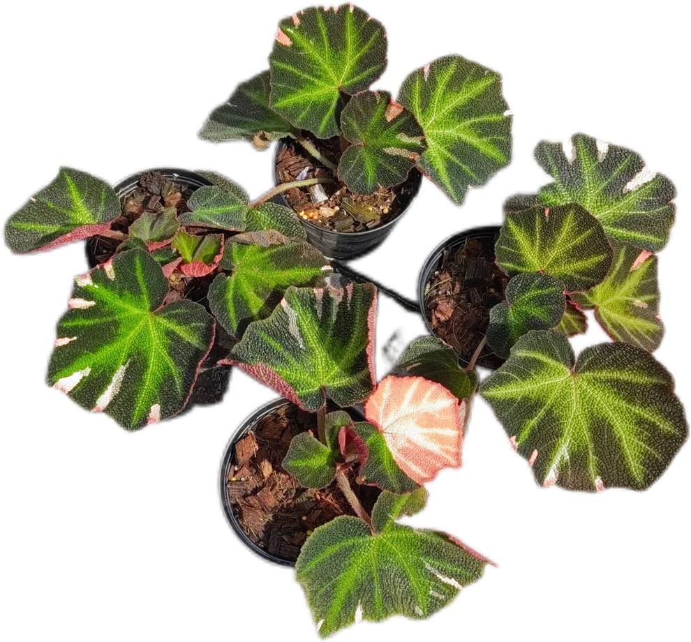 Begonia SoliMutata variegated– Set of 5 Plants – BanrakTonmai Garden ...