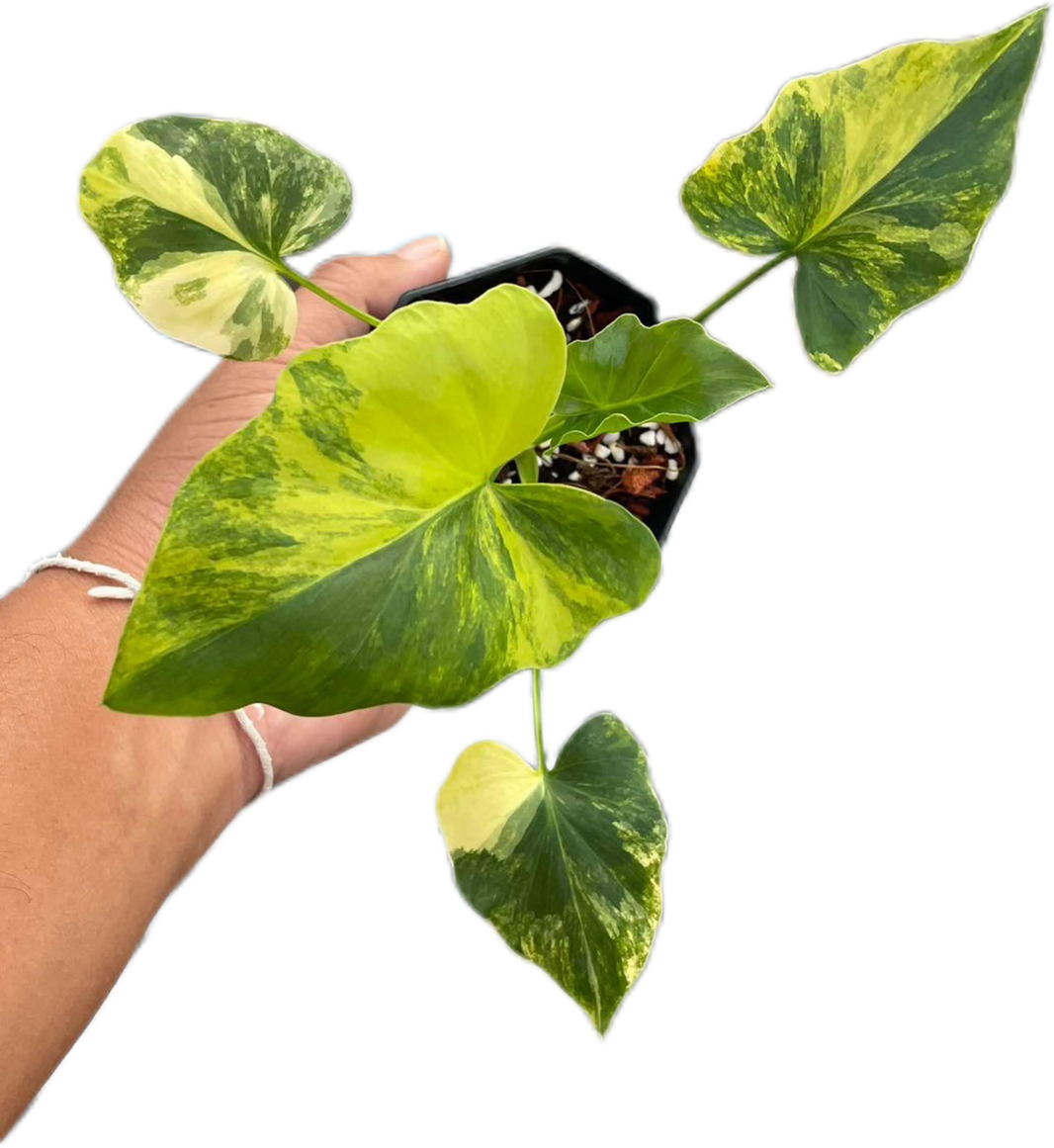 Philodendron – BanrakTonmai Garden Thailand