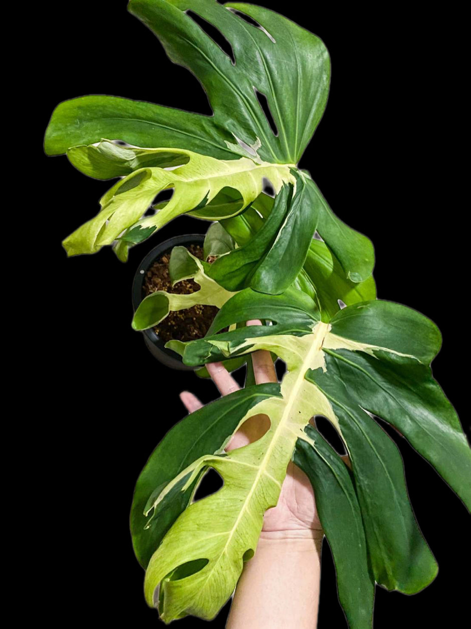 Monstera – Page 2 – BanrakTonmai Garden Thailand