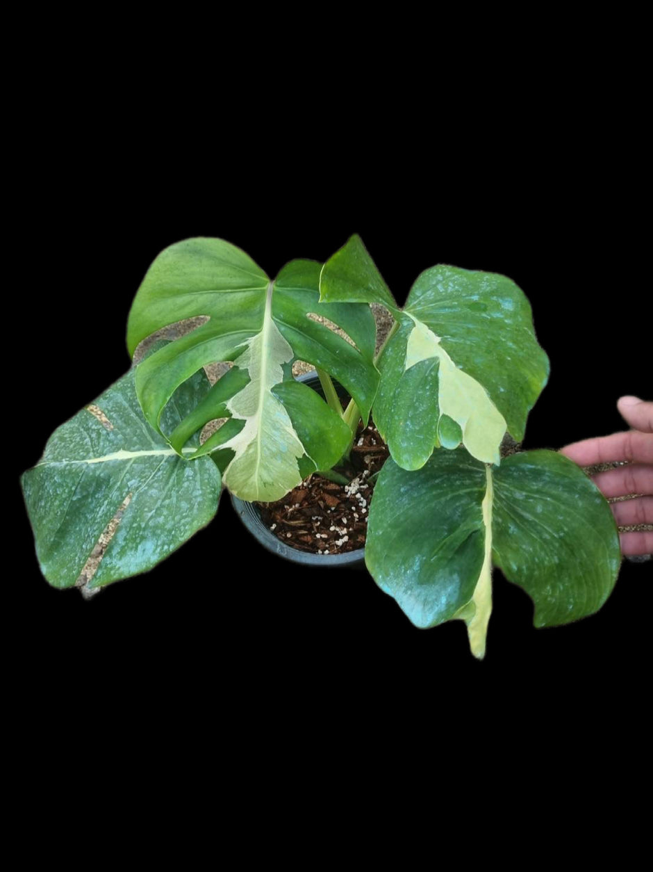 Monstera – Page 2 – BanrakTonmai Garden Thailand