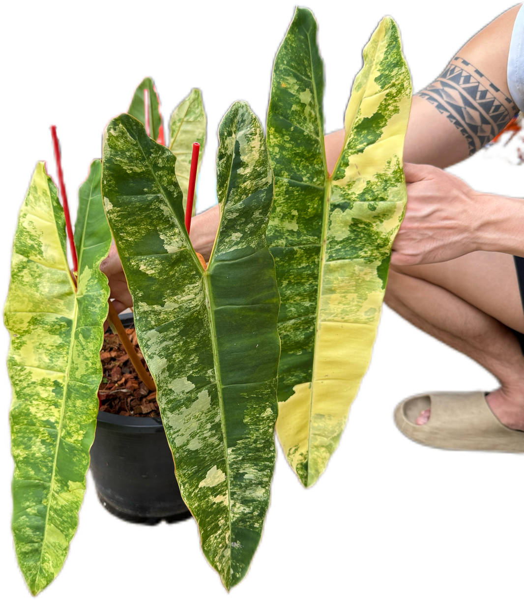 Philodendron – BanrakTonmai Garden Thailand